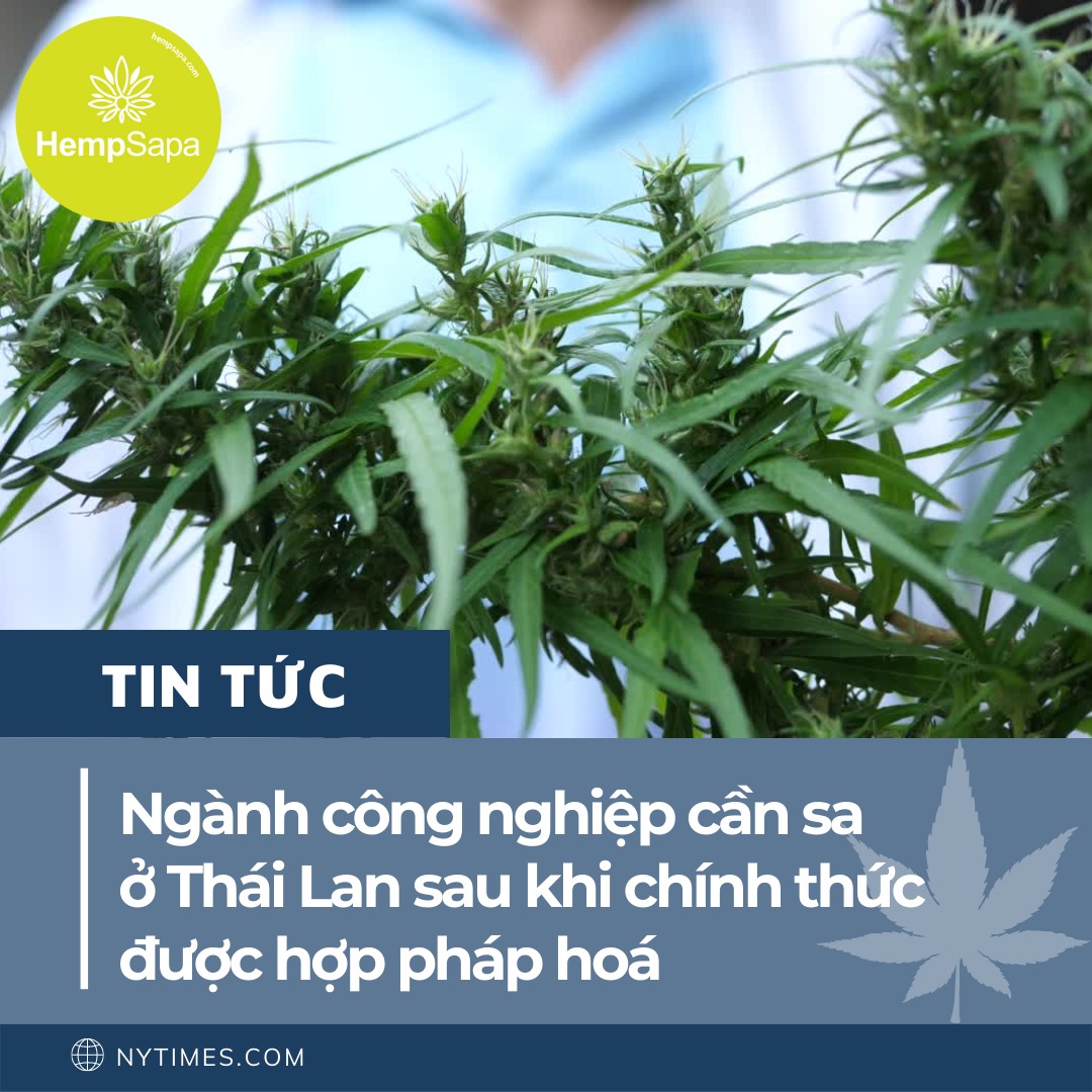Ngành công nghiệp cần sa ở Thái Lan sau khi chính thức được hợp pháp hoá